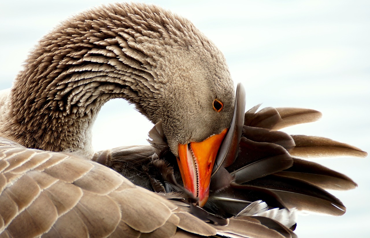 What's Good for the Goose... - Next Learning Solutions